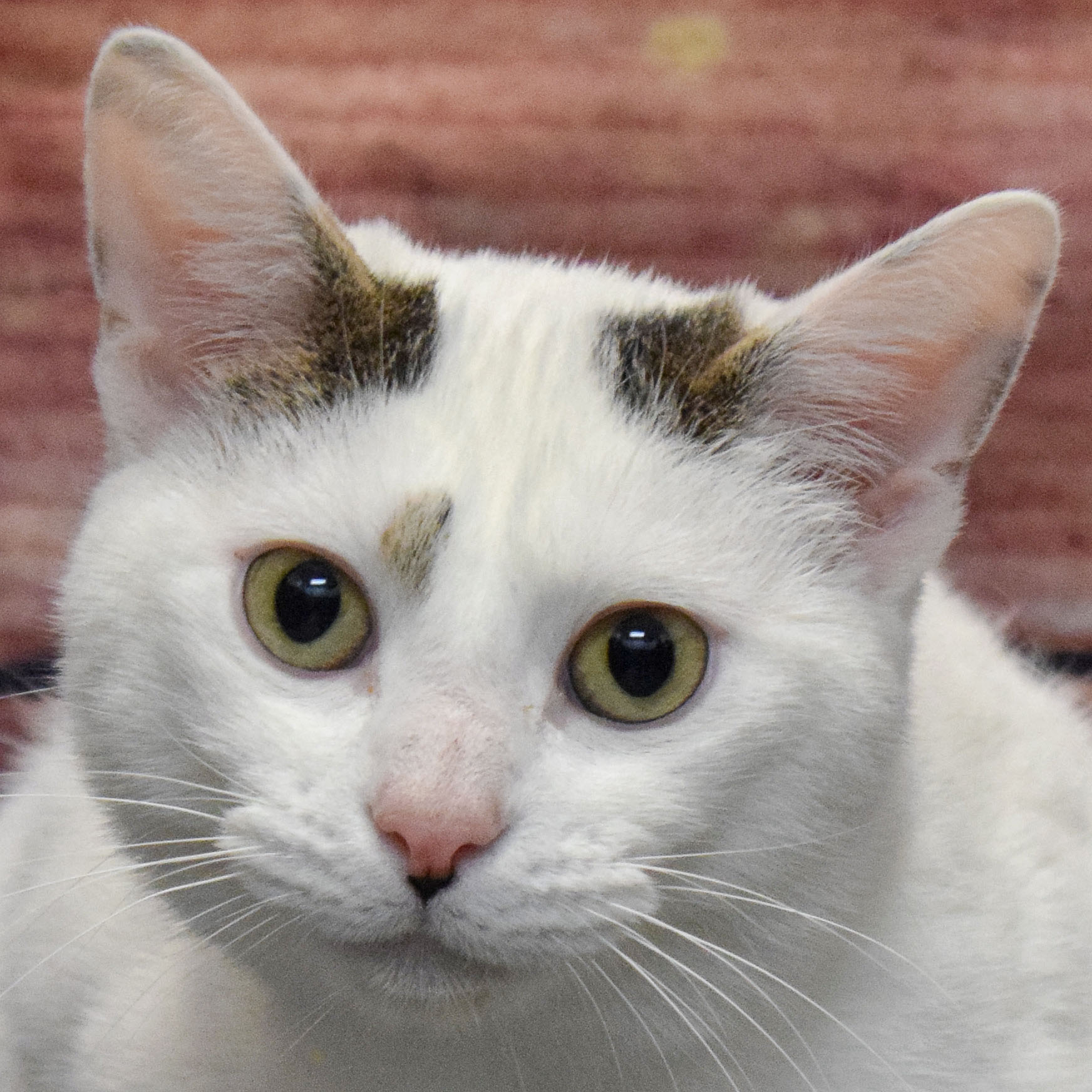 Regina - Animal House Shelter