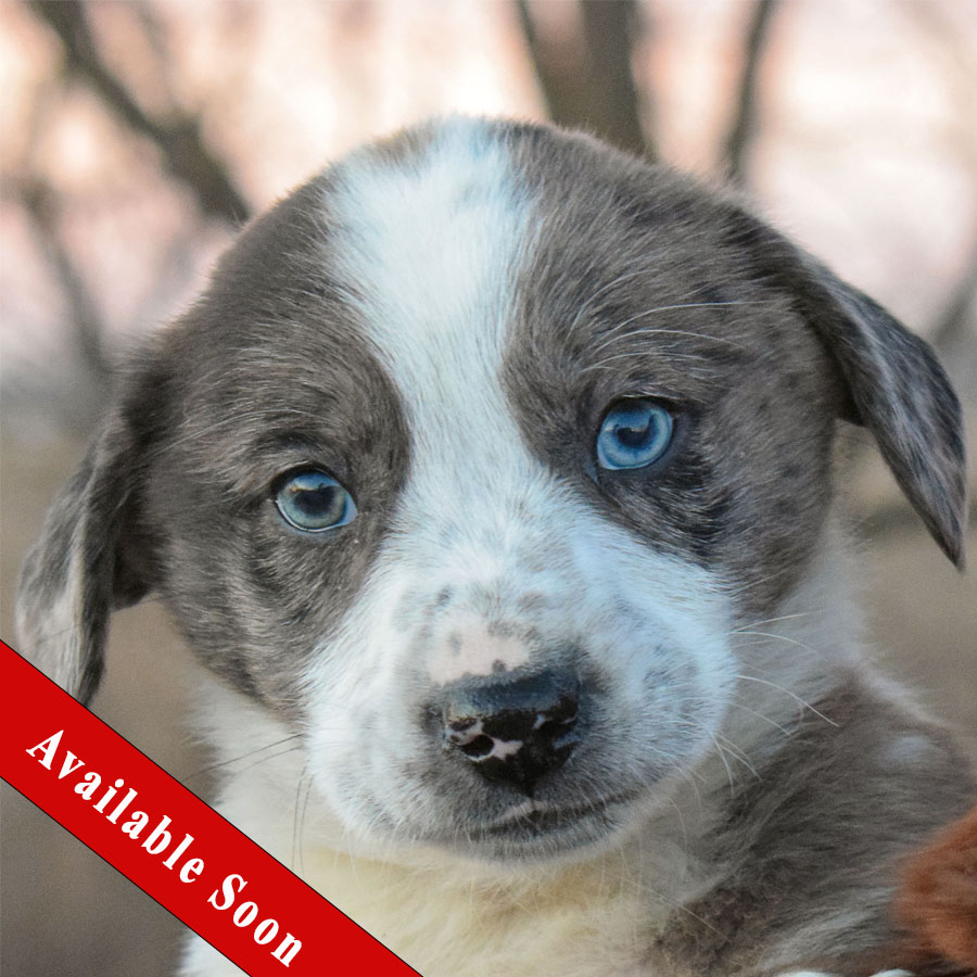 Rip - Animal House Shelter