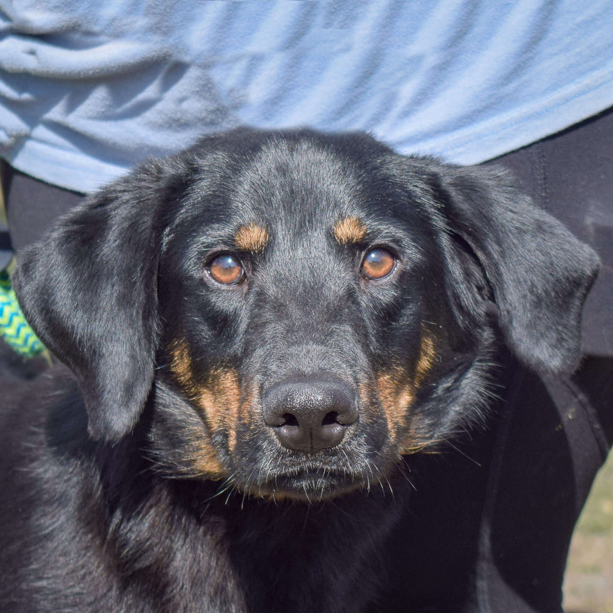 Atomic - Animal House Shelter