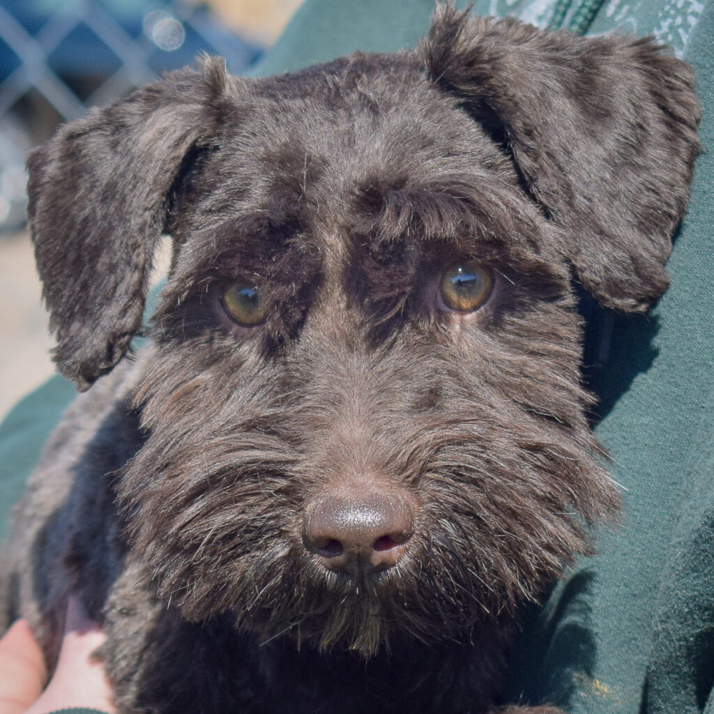 Charlie - Animal House Shelter