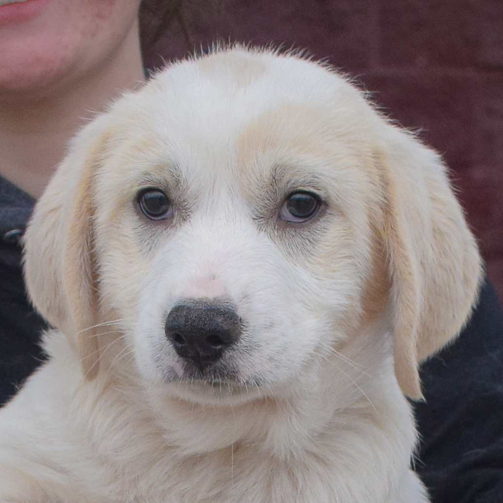 Elsa - Animal House Shelter