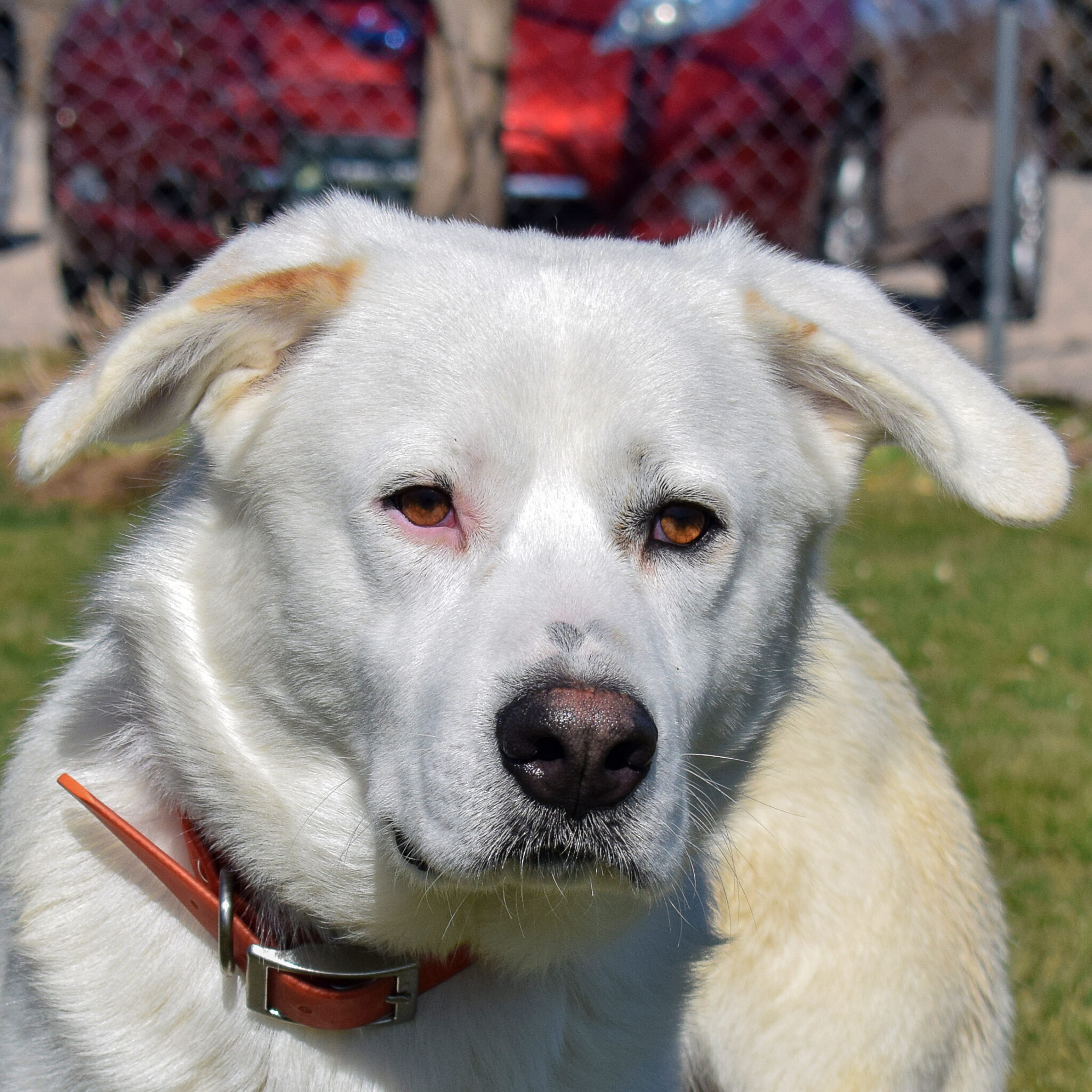 Jake - Animal House Shelter