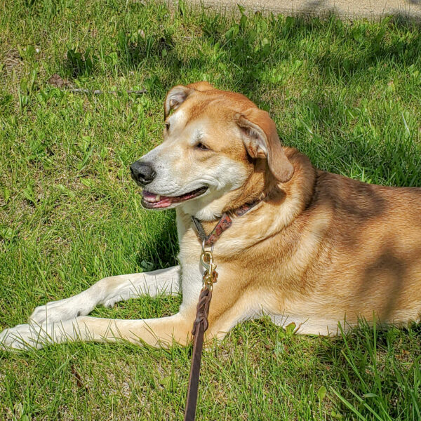 Jenni - Animal House Shelter