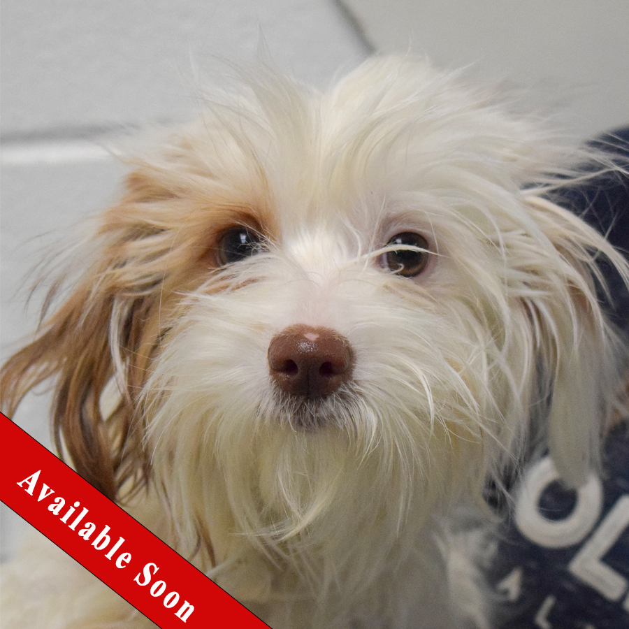 Jenny - Animal House Shelter