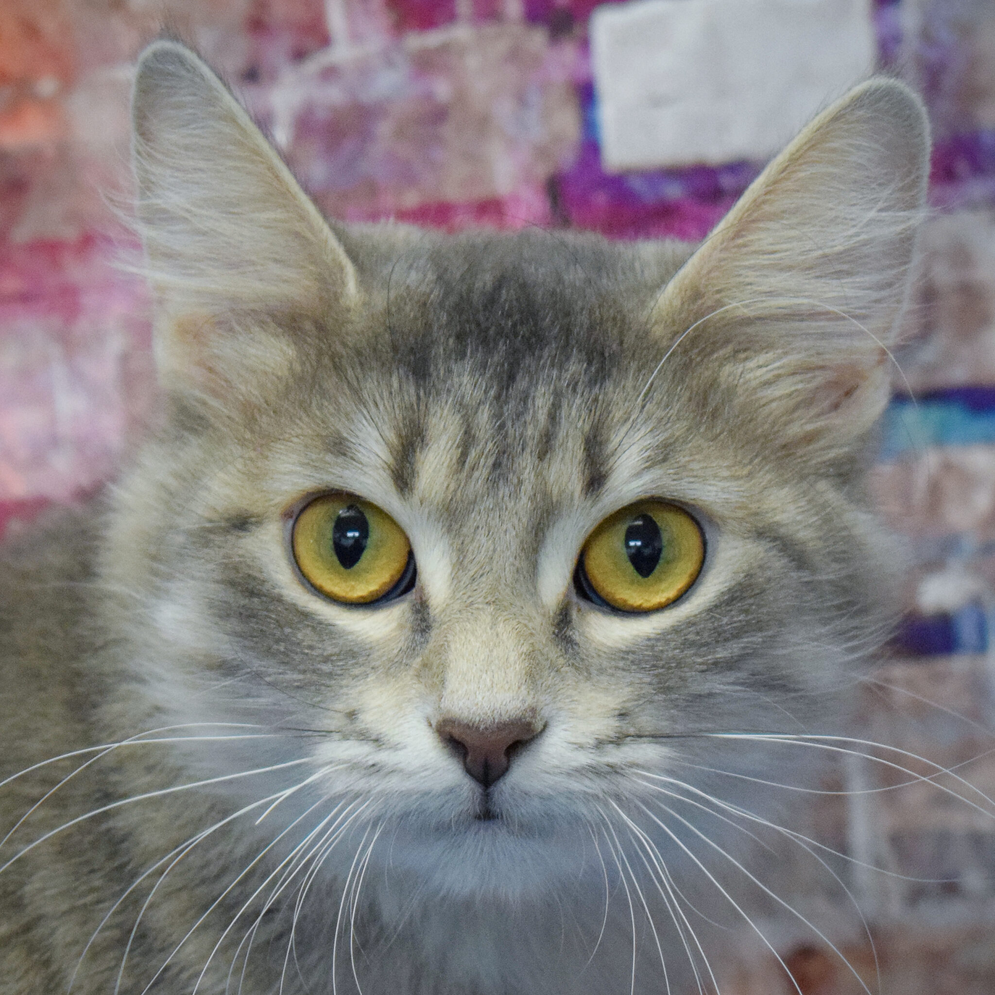 Jessica - Animal House Shelter