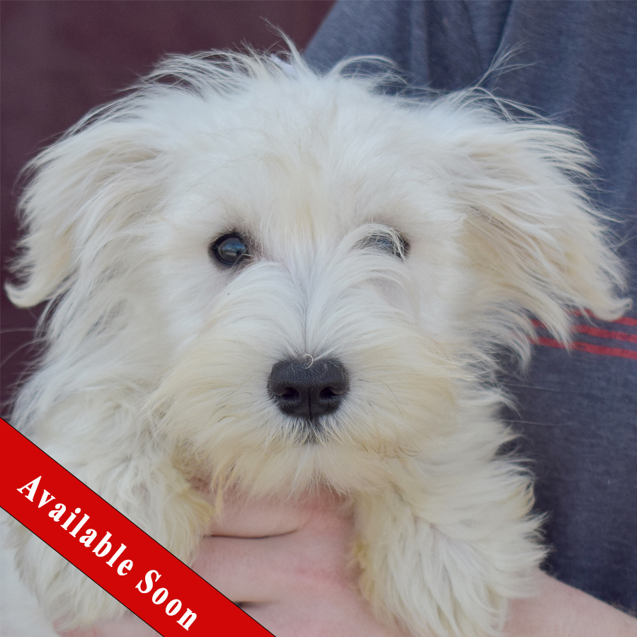 Kali - Animal House Shelter