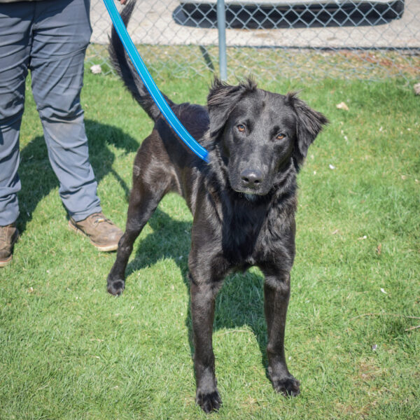 Kentucky - Animal House Shelter
