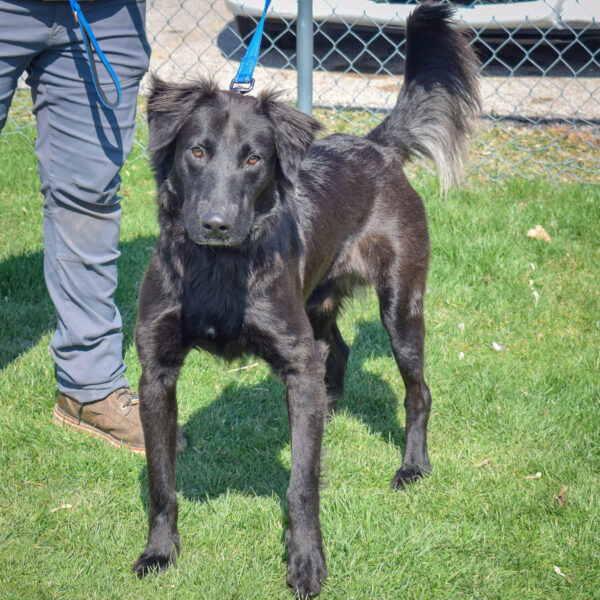 Kentucky - Animal House Shelter