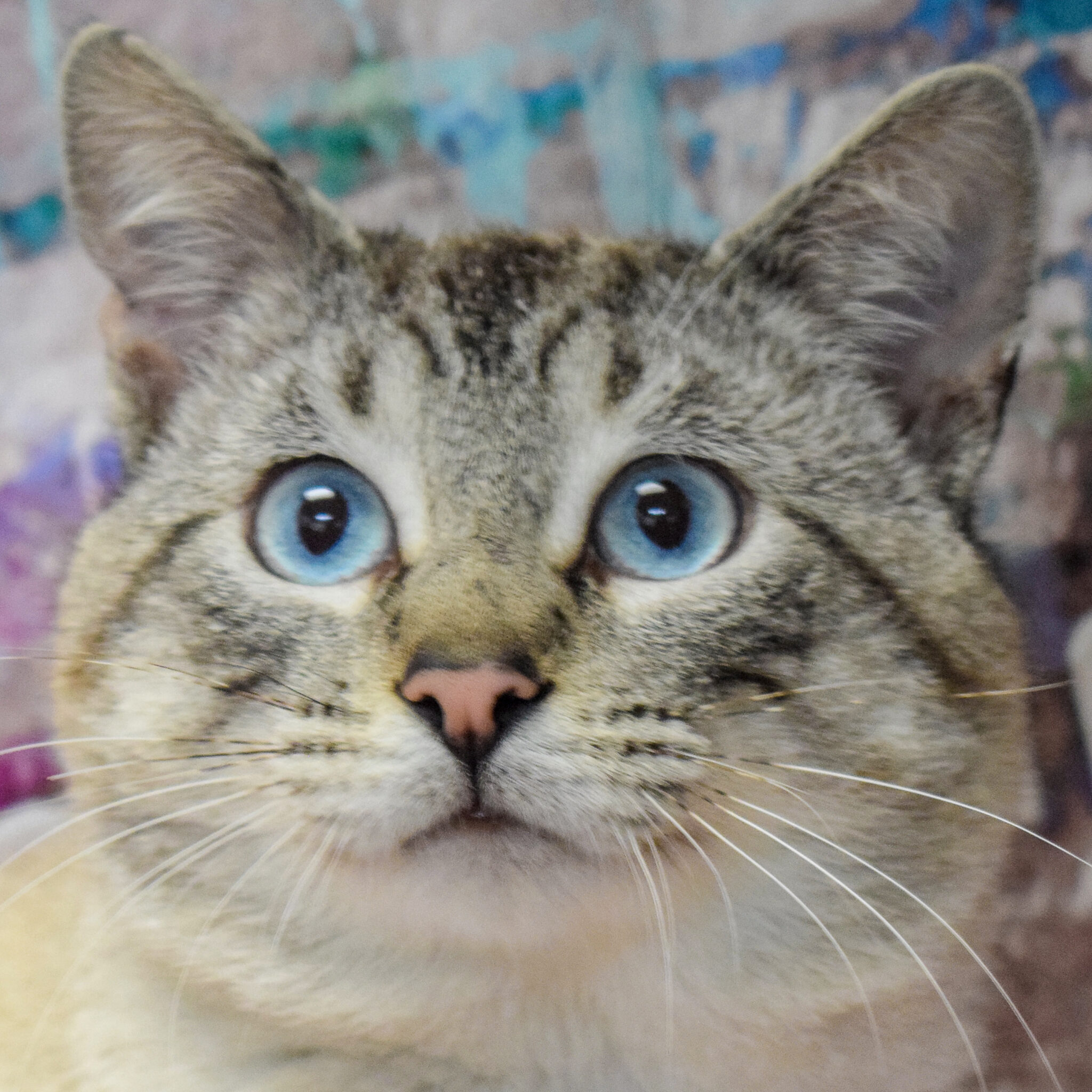 Lance - Animal House Shelter