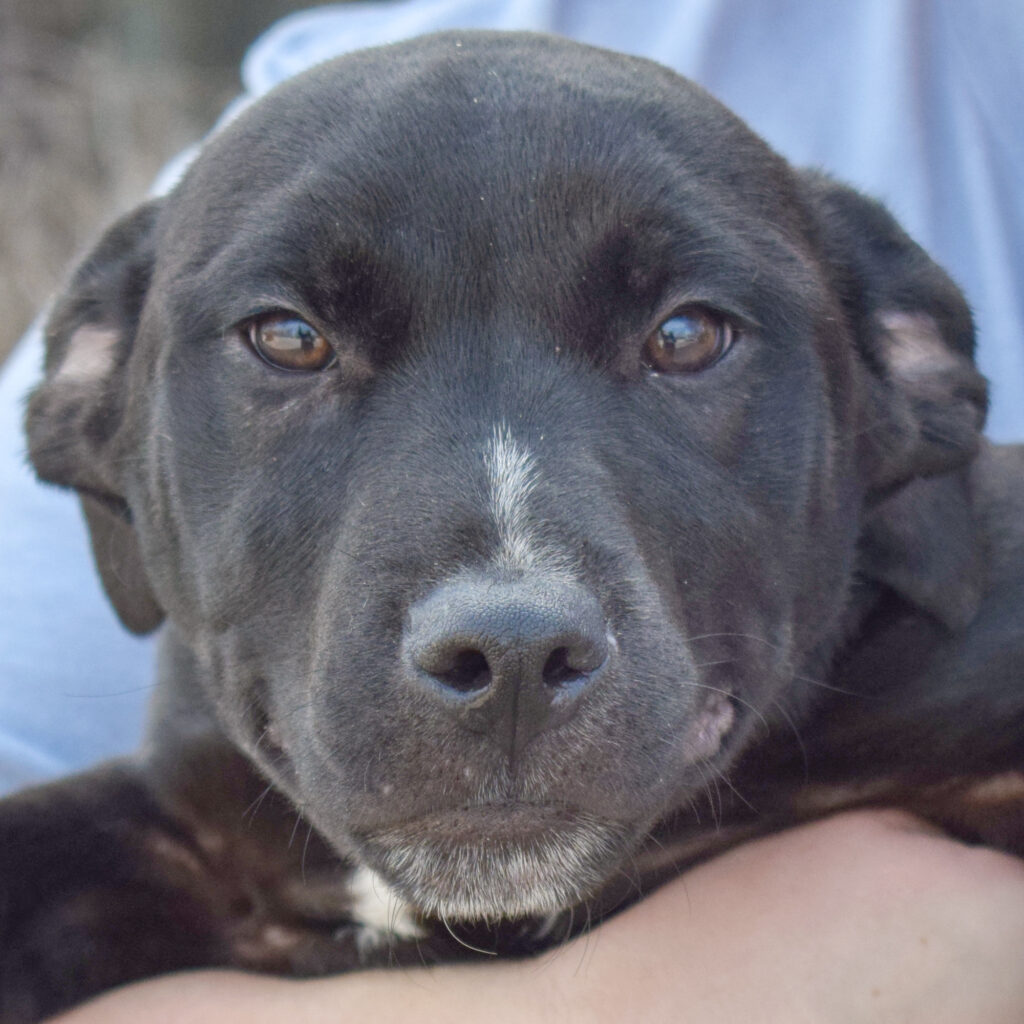 Linus - Animal House Shelter