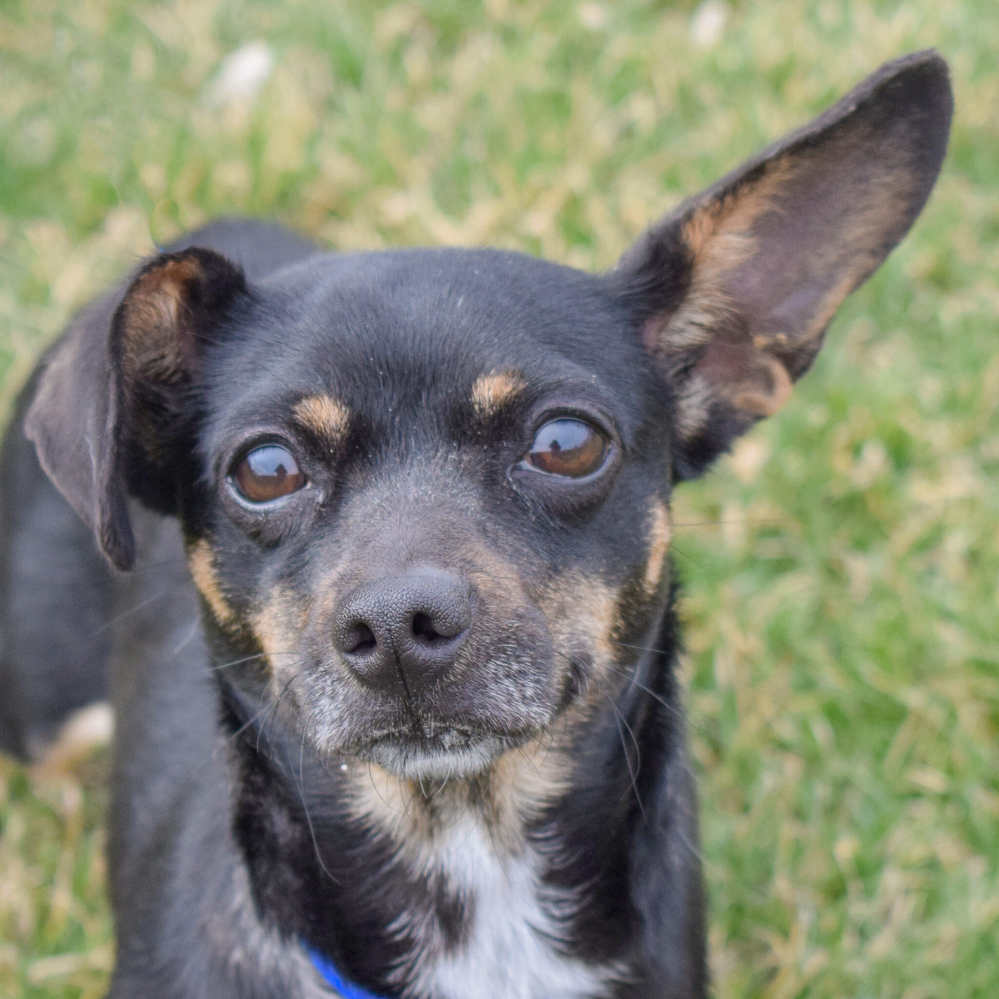 Mabel - Animal House Shelter