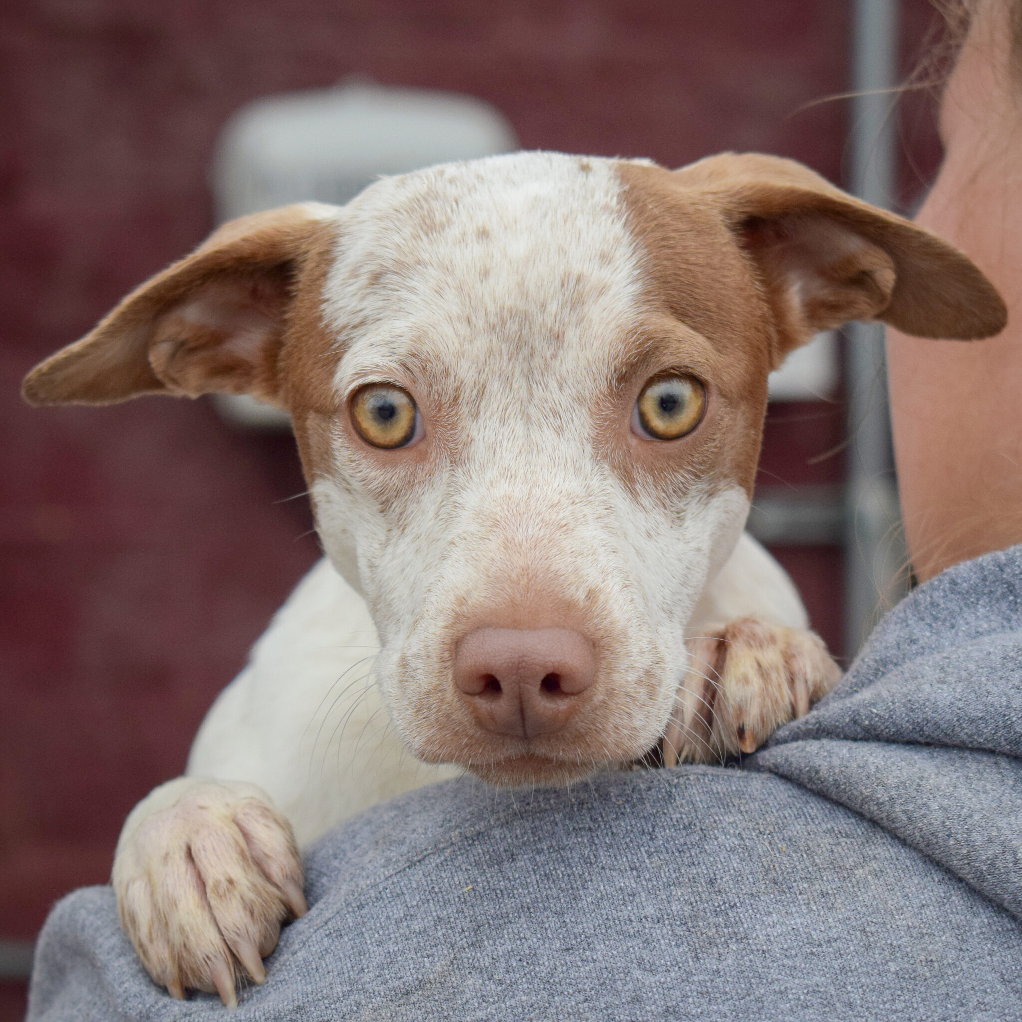 Merida - Animal House Shelter