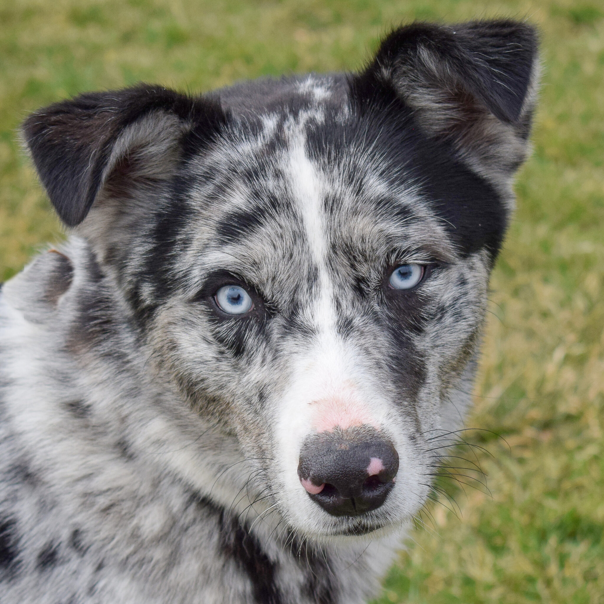 Merle - Animal House Shelter