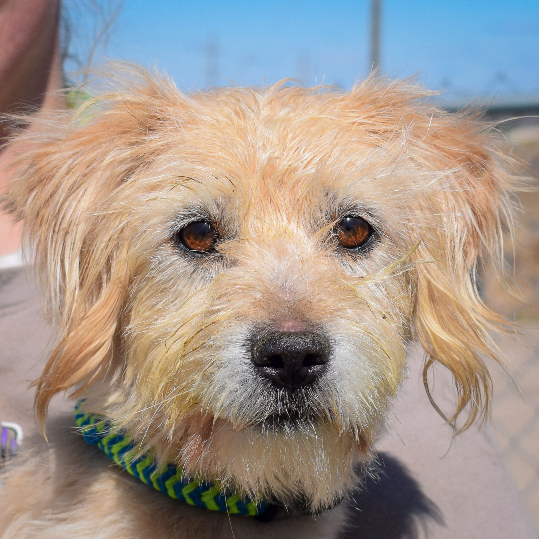 Nugget - Animal House Shelter