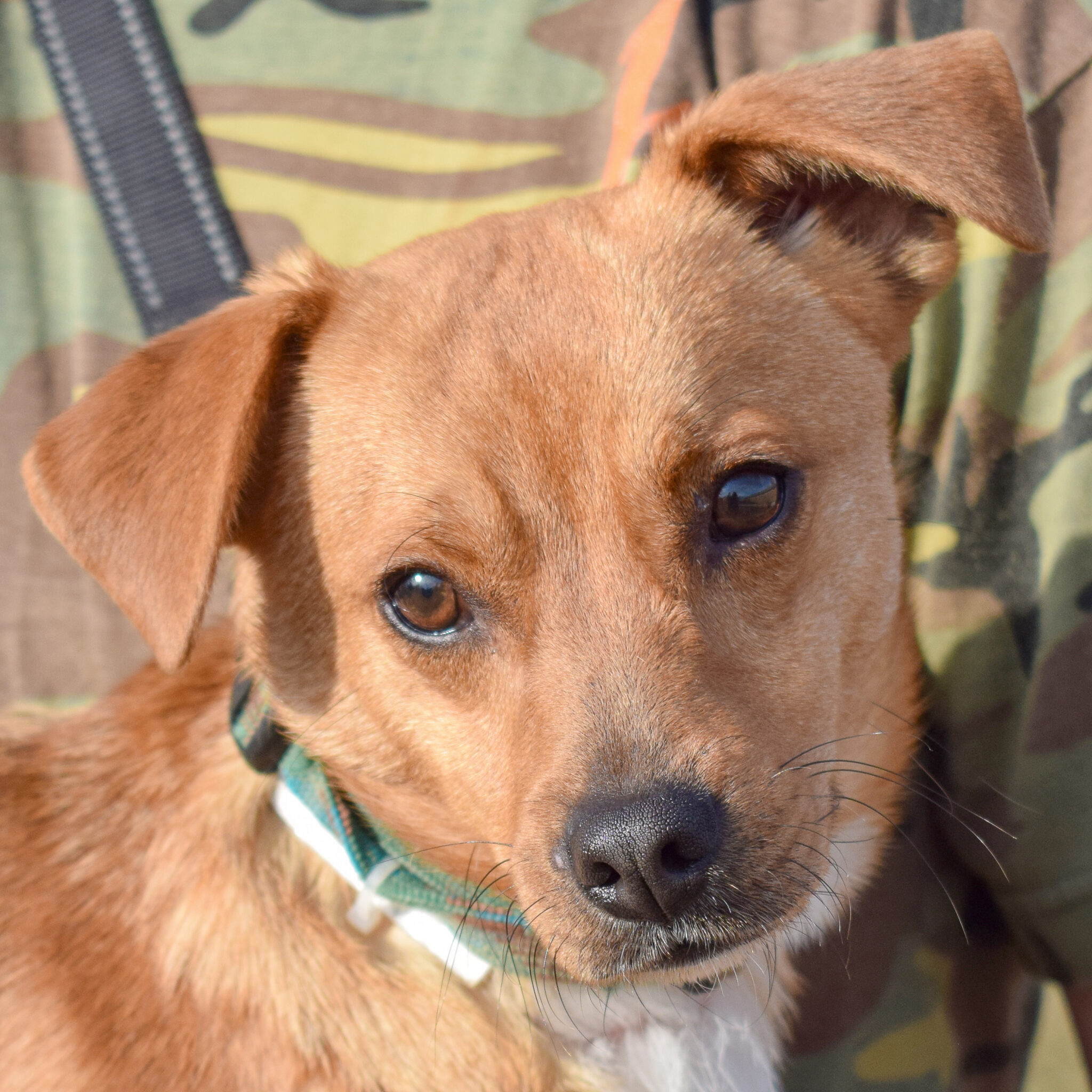 Pecan - Animal House Shelter