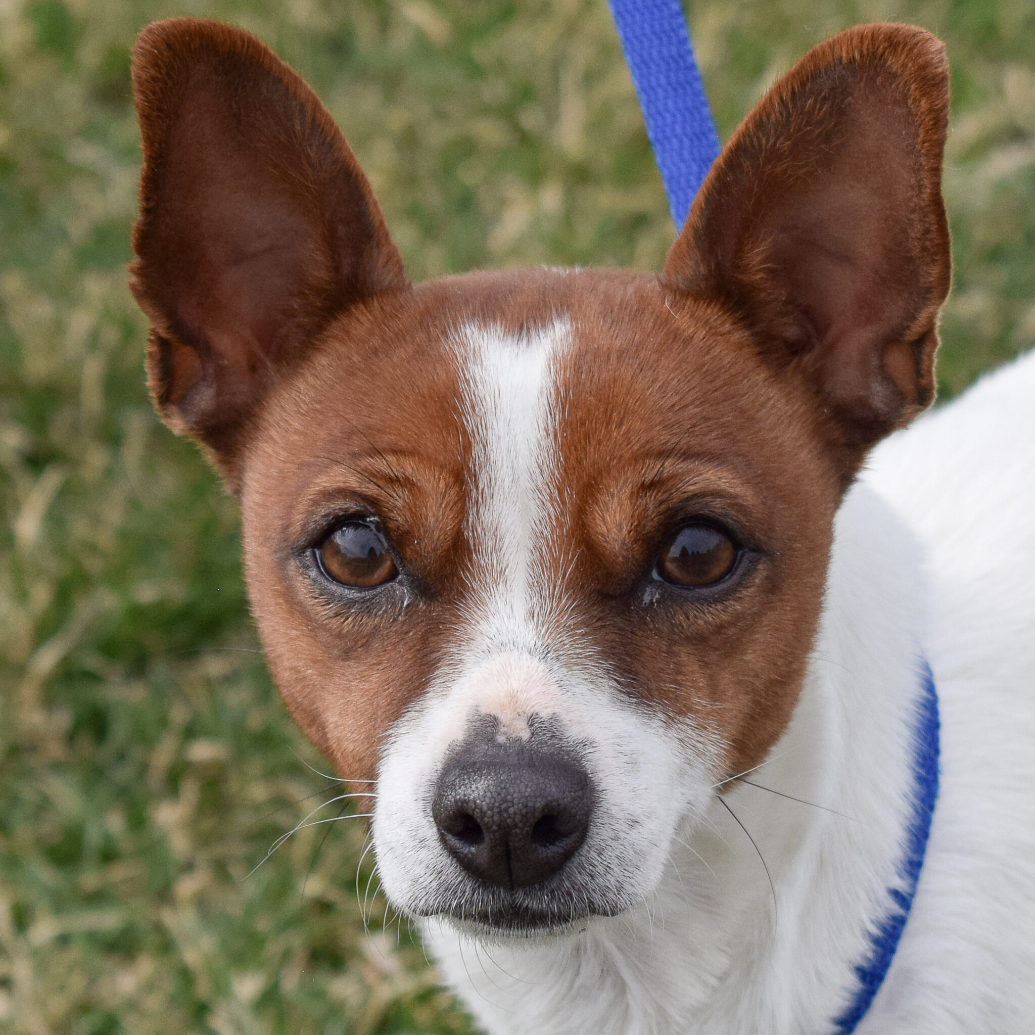 Pixy - Animal House Shelter