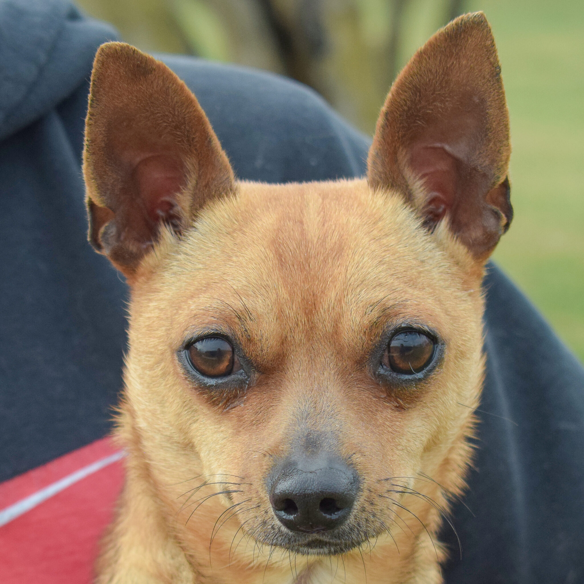 Poncho - Animal House Shelter