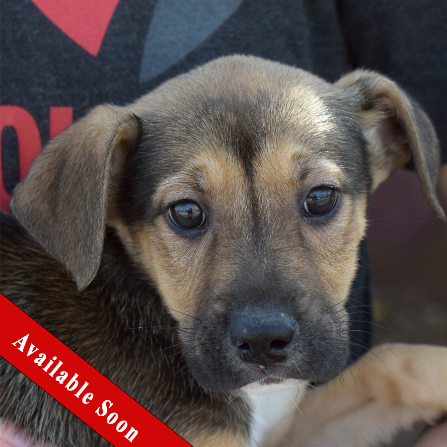 Princess Peach - Animal House Shelter