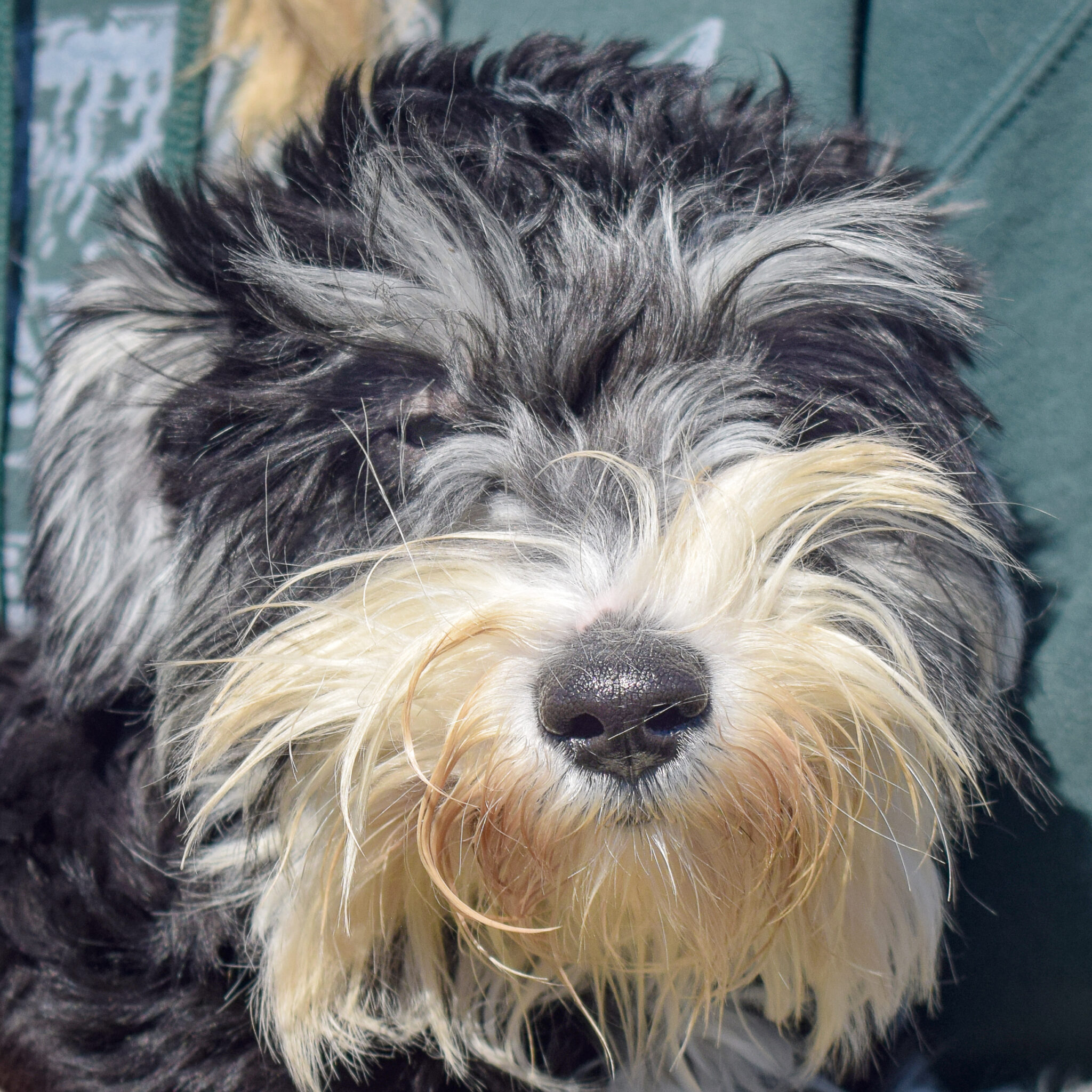 Quinn - Animal House Shelter