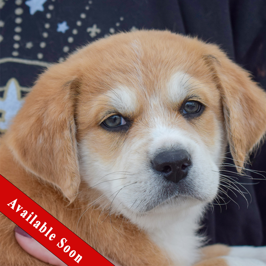 Rick - Animal House Shelter