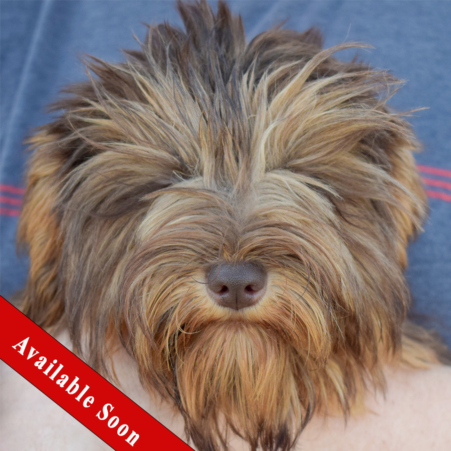 Stallings - Animal House Shelter