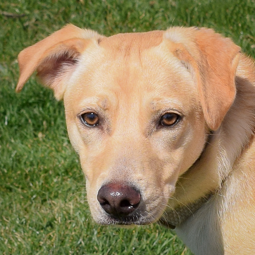 Susan - Animal House Shelter