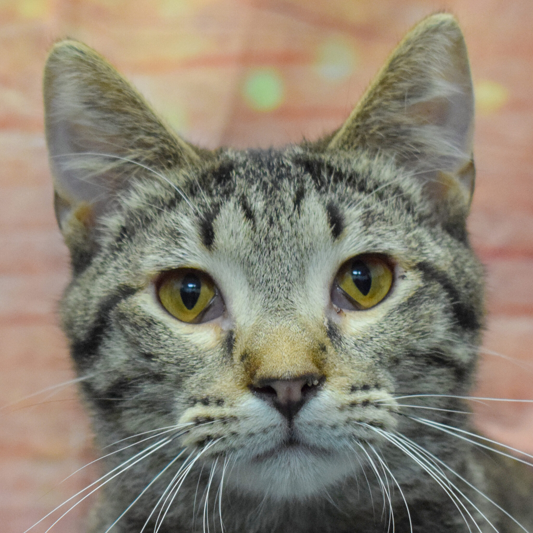 Tony - Animal House Shelter