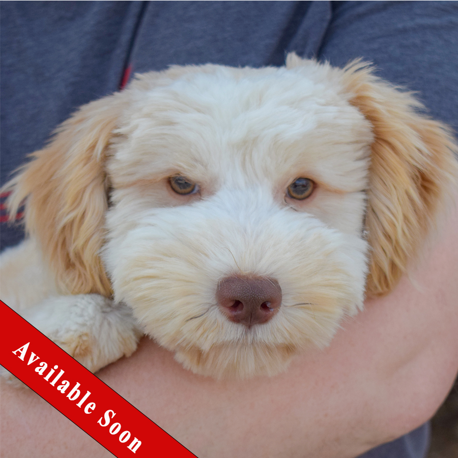 Wheeler - Animal House Shelter