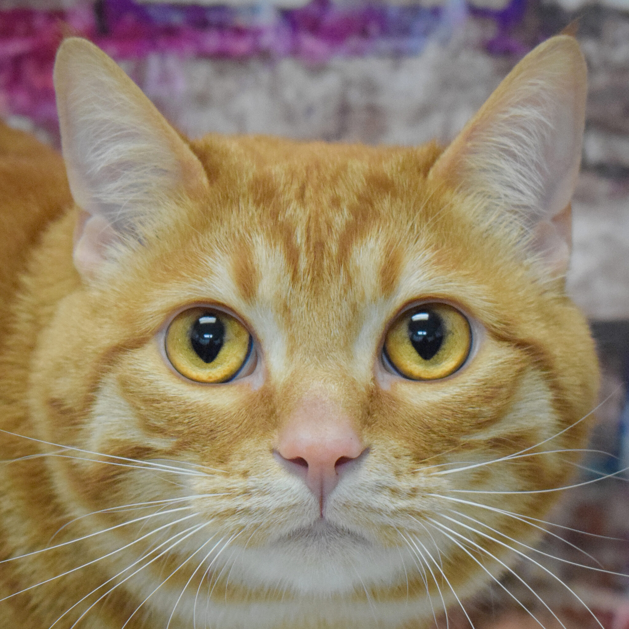 Billa - Animal House Shelter