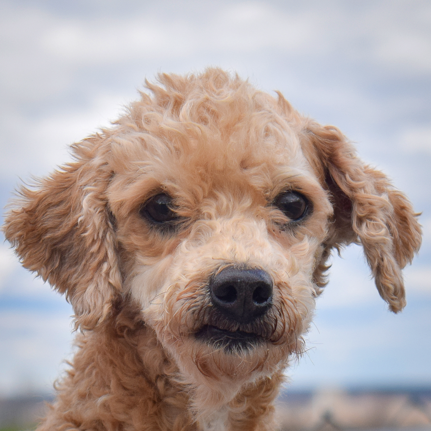 Fawn - Animal House Shelter