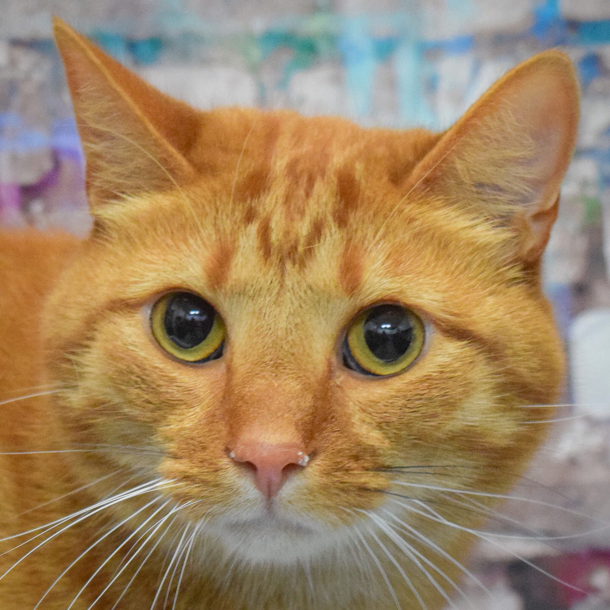 Gary - Animal House Shelter