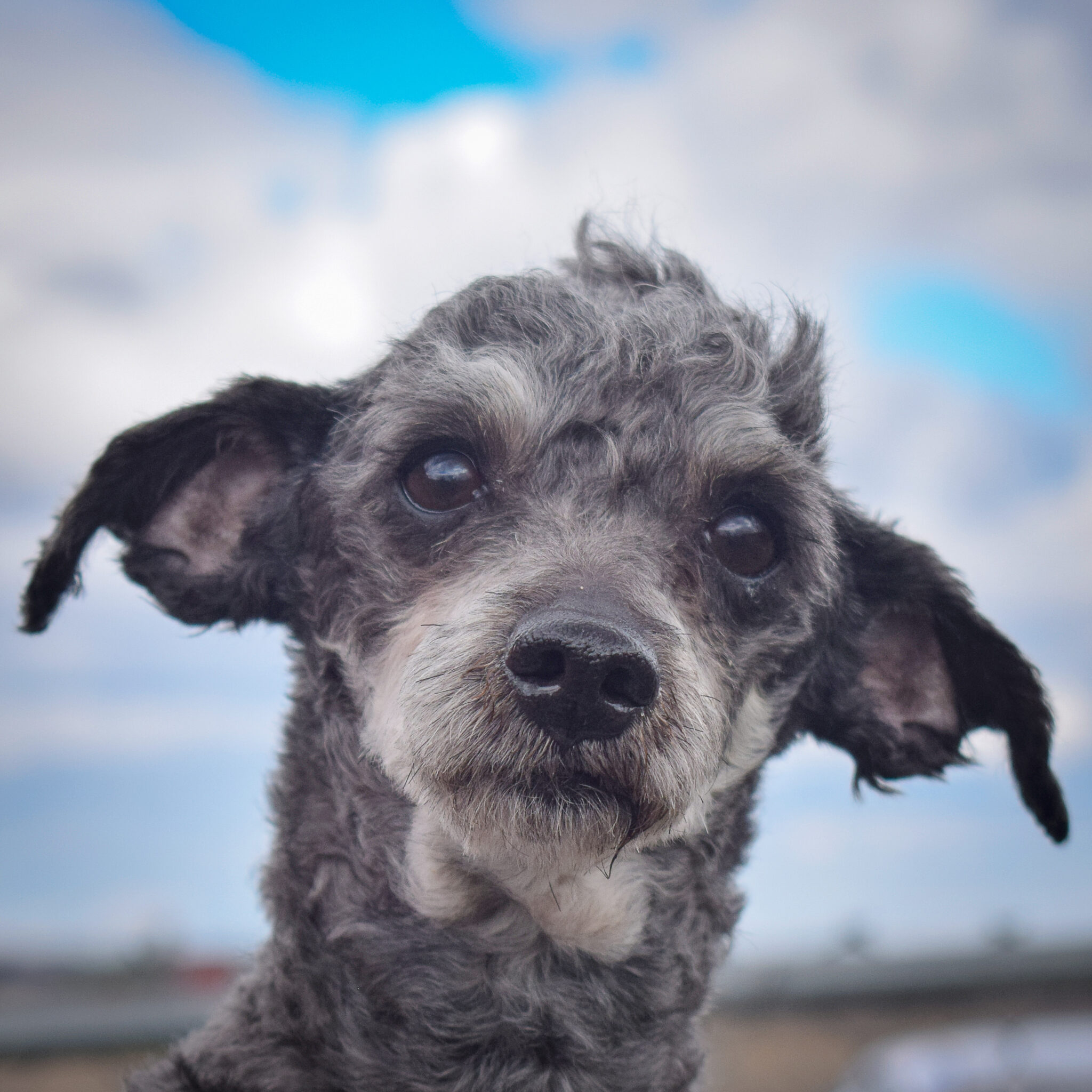 Grayson - Animal House Shelter