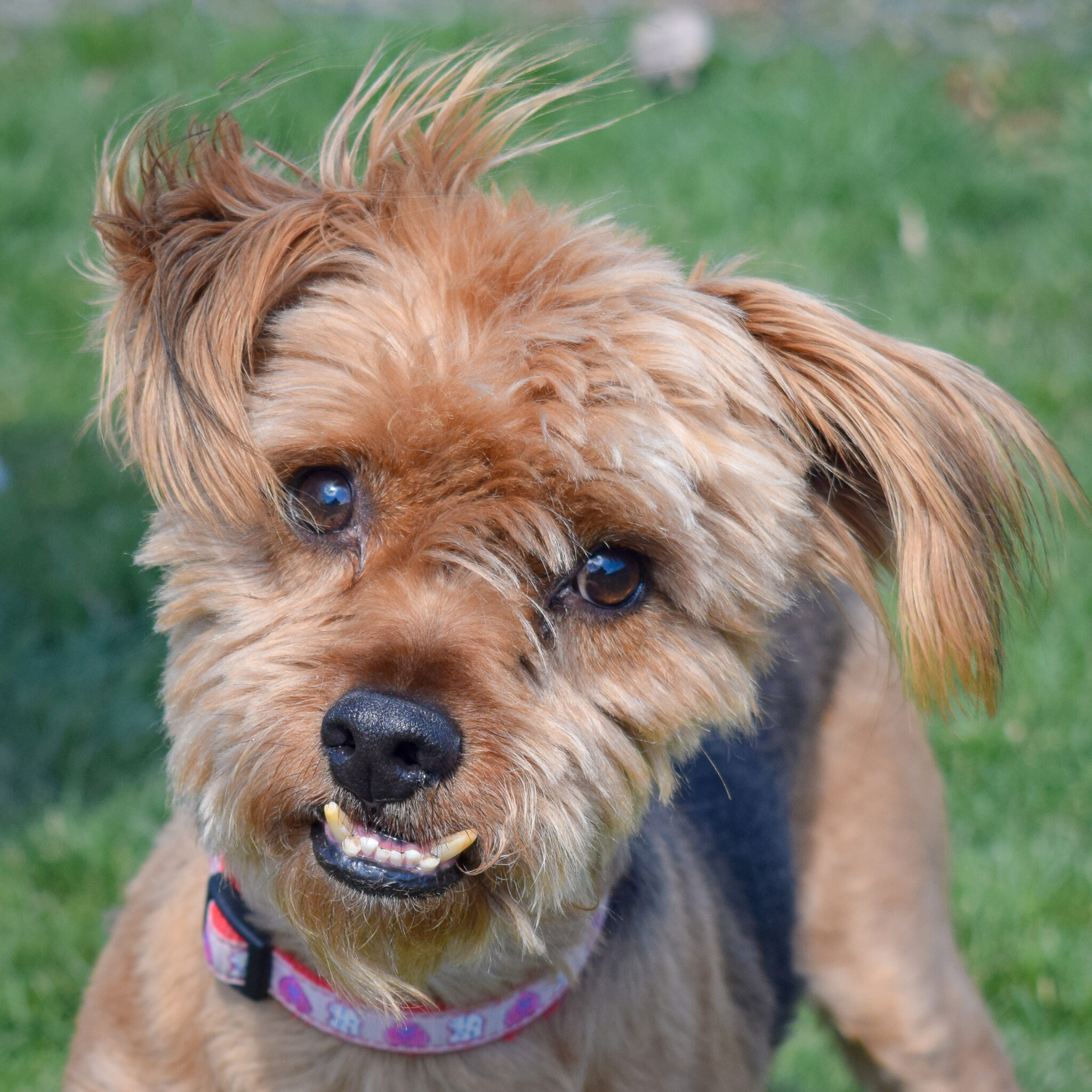 Milo - Animal House Shelter