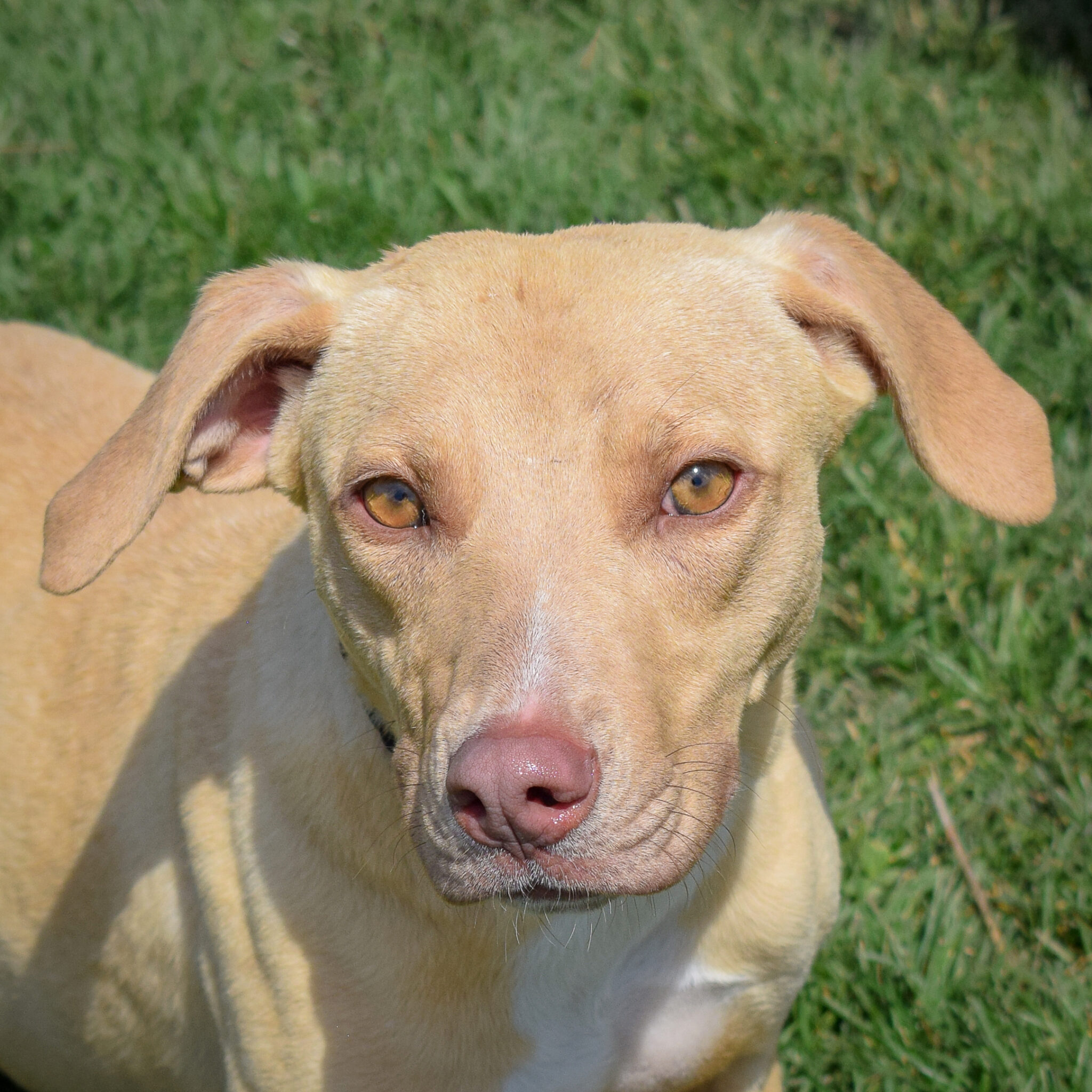 Moki - Animal House Shelter