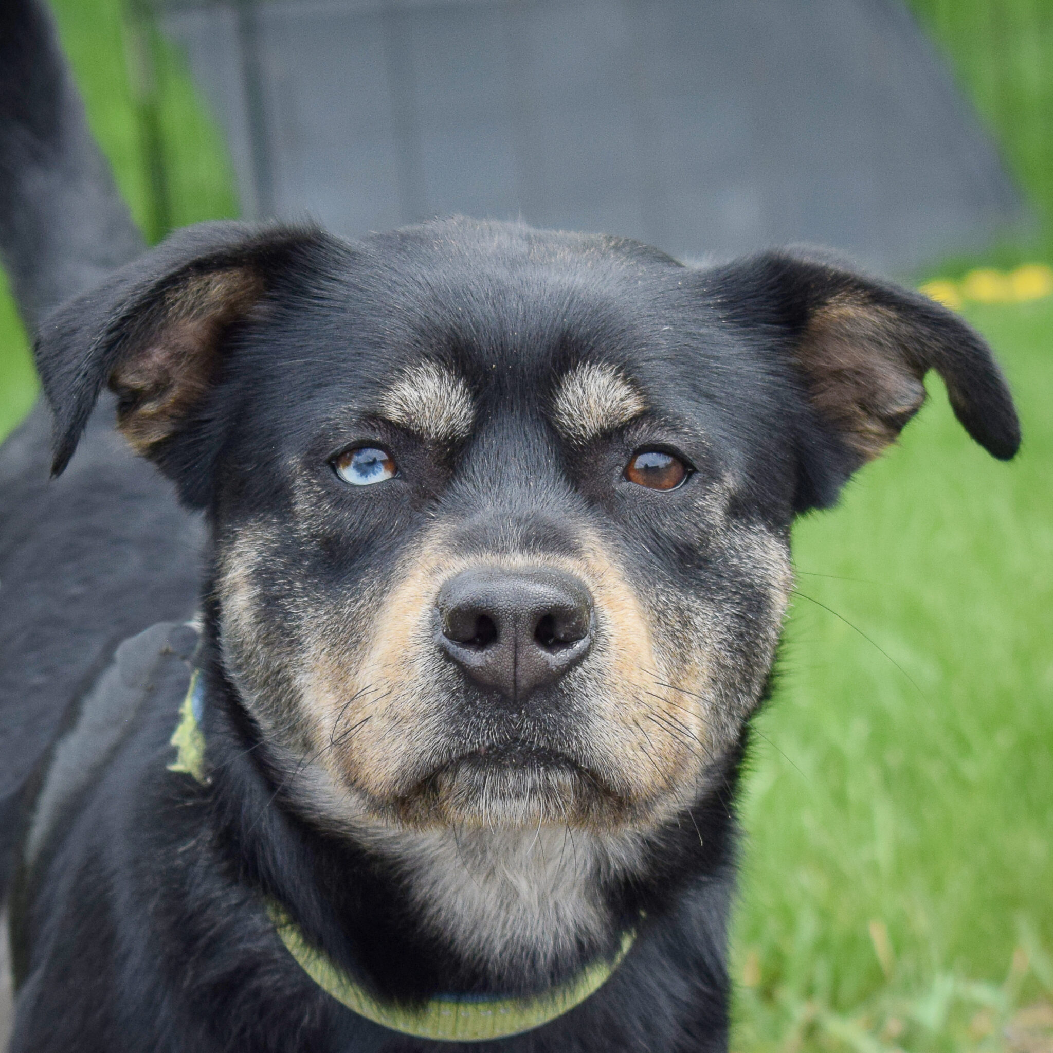 Mowgli - Animal House Shelter