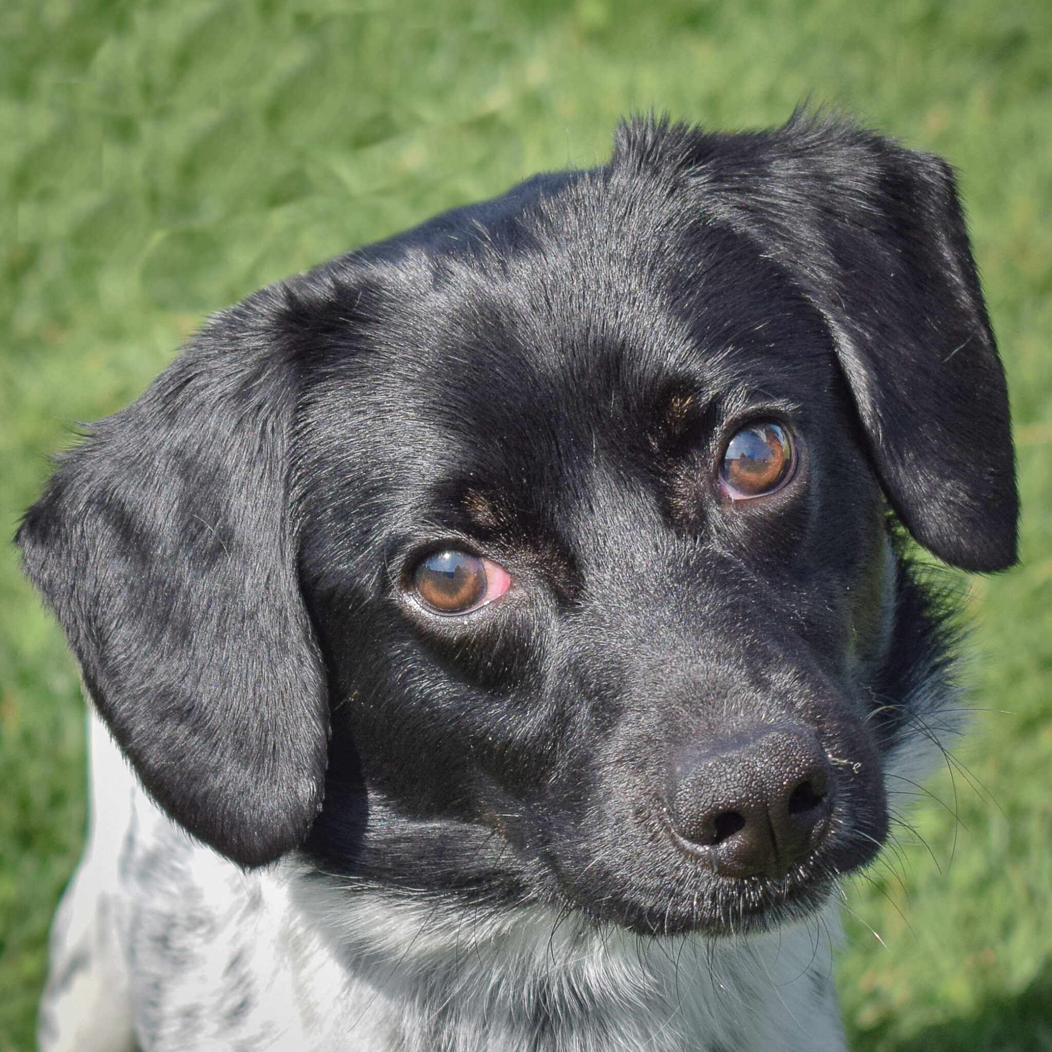 Noah - Animal House Shelter