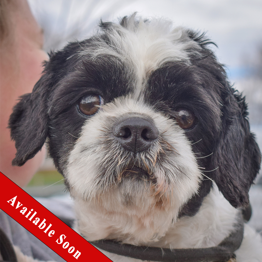 Oreo - Animal House Shelter