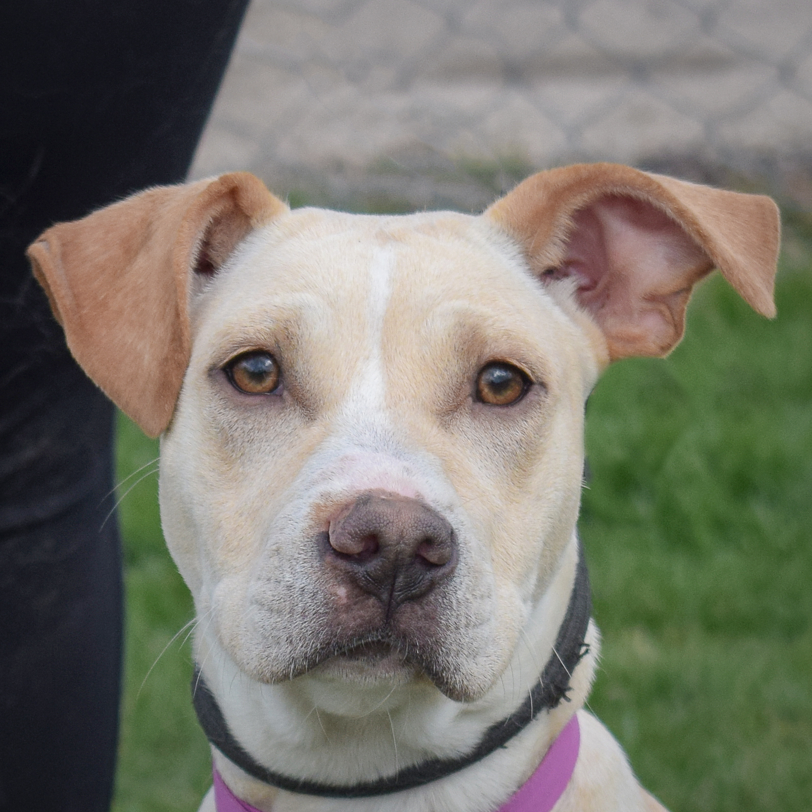 Penelope - Animal House Shelter