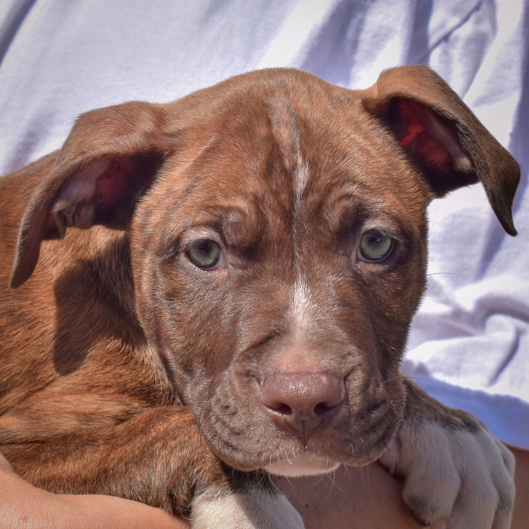 Pepper - Animal House Shelter