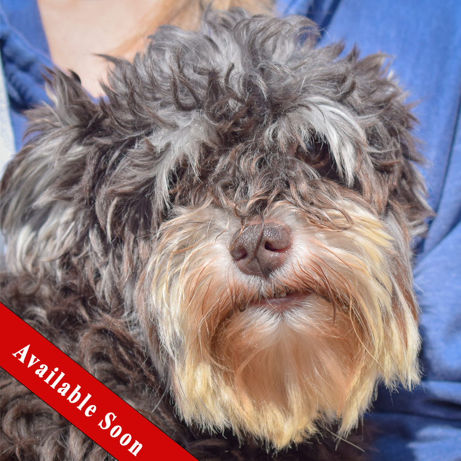 Poppy - Animal House Shelter