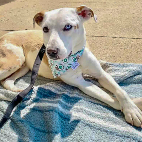 Snickerdoodle - Animal House Shelter