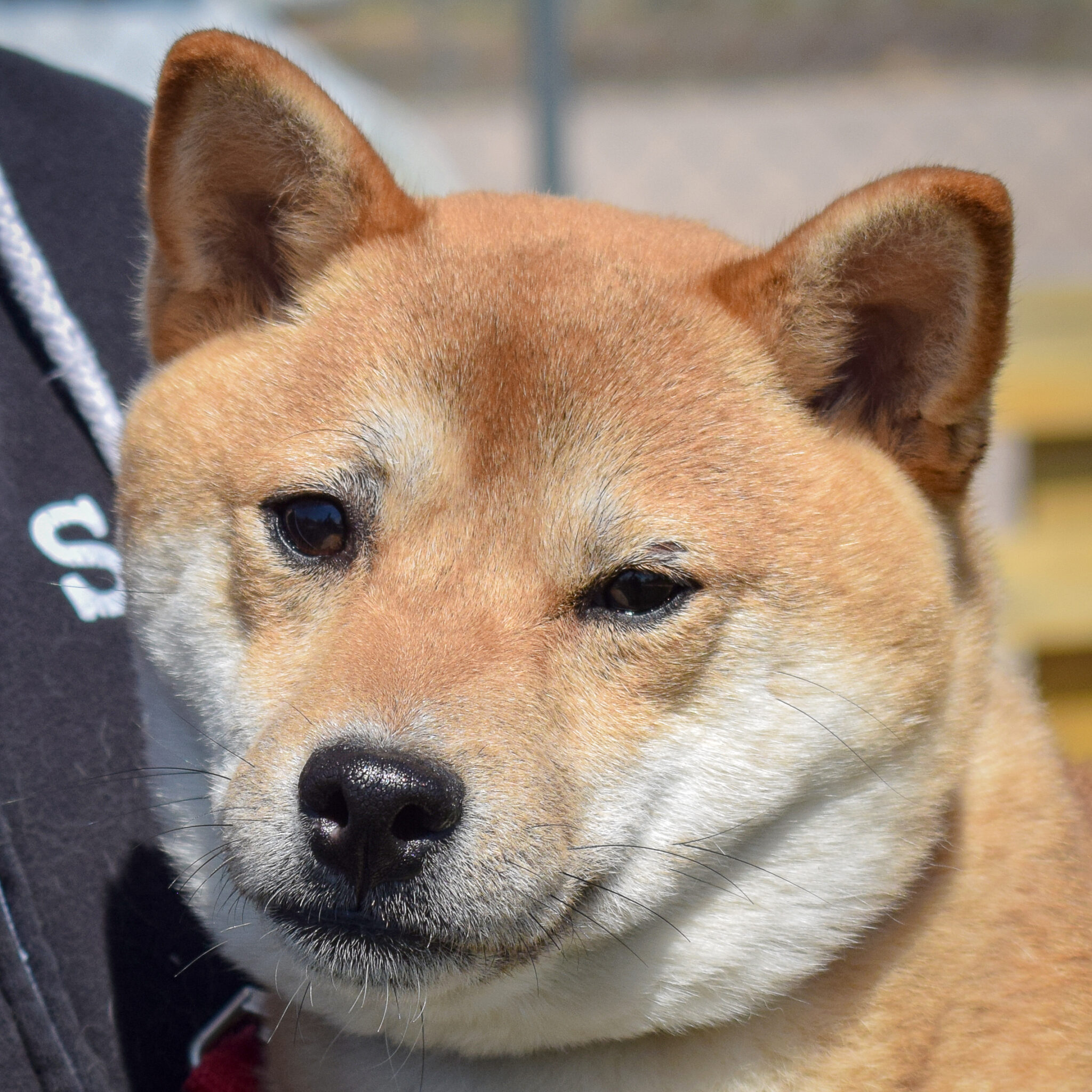 Vidalia - Animal House Shelter