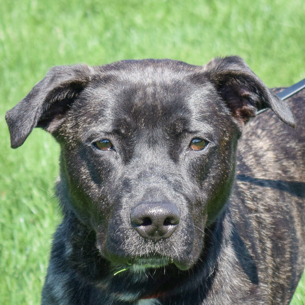 Brandy - Animal House Shelter