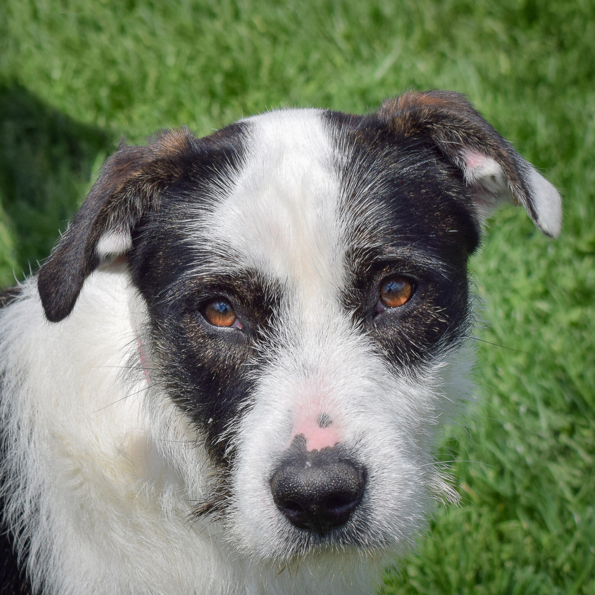 Clara - Animal House Shelter