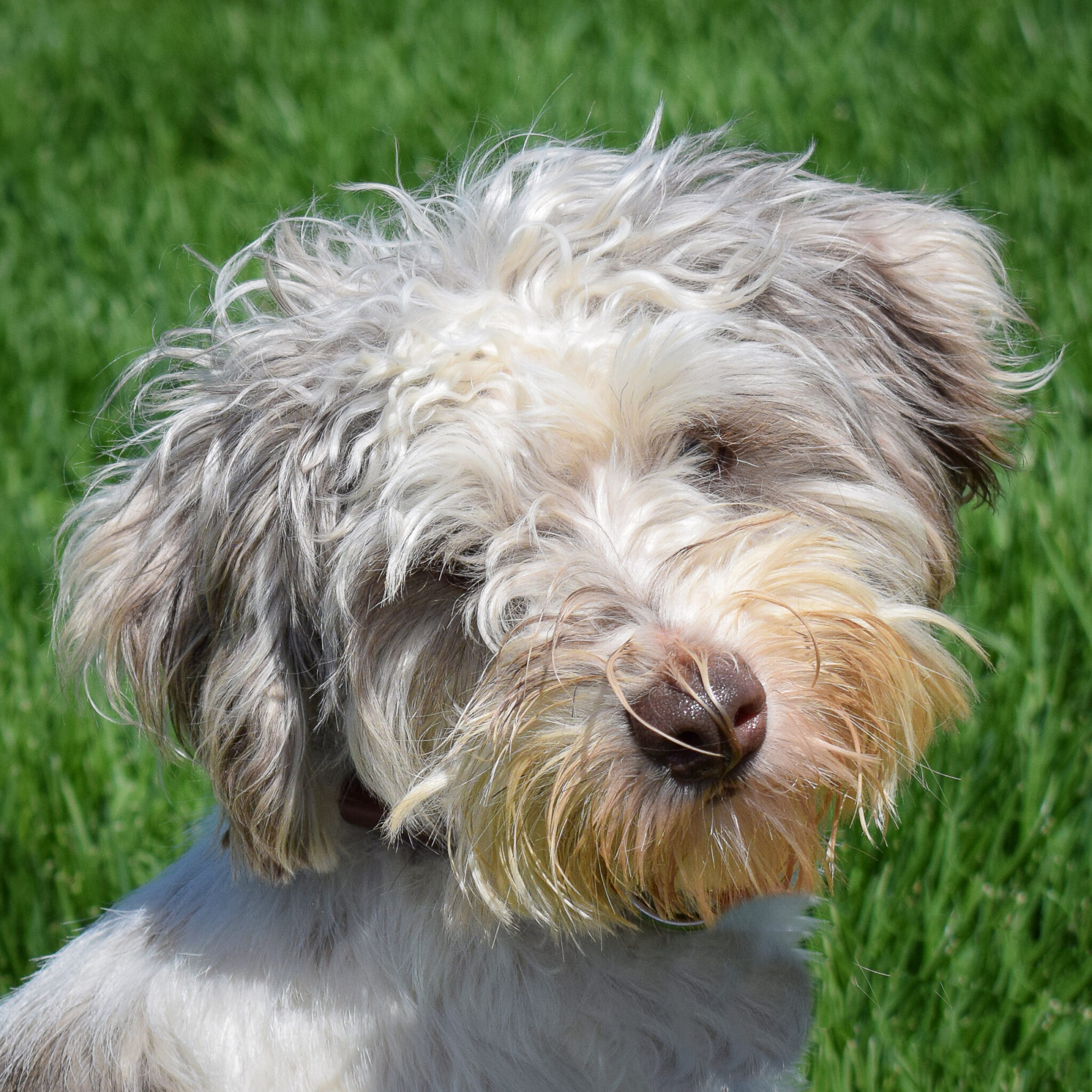 Fern - Animal House Shelter