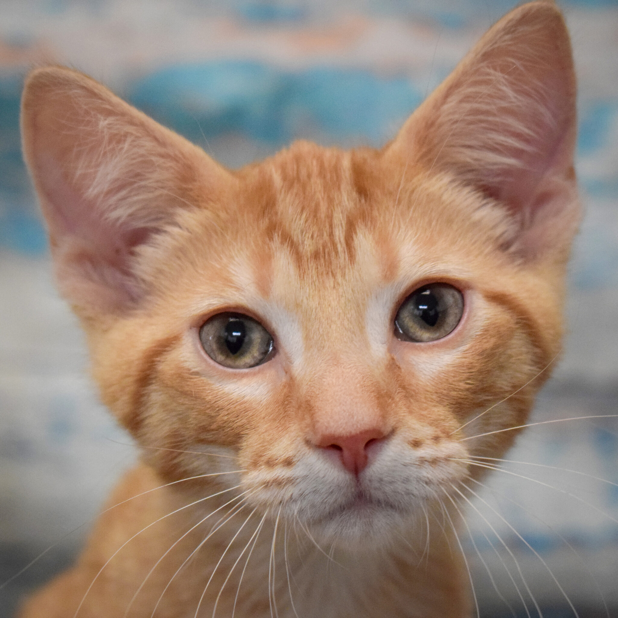 Fritz - Animal House Shelter