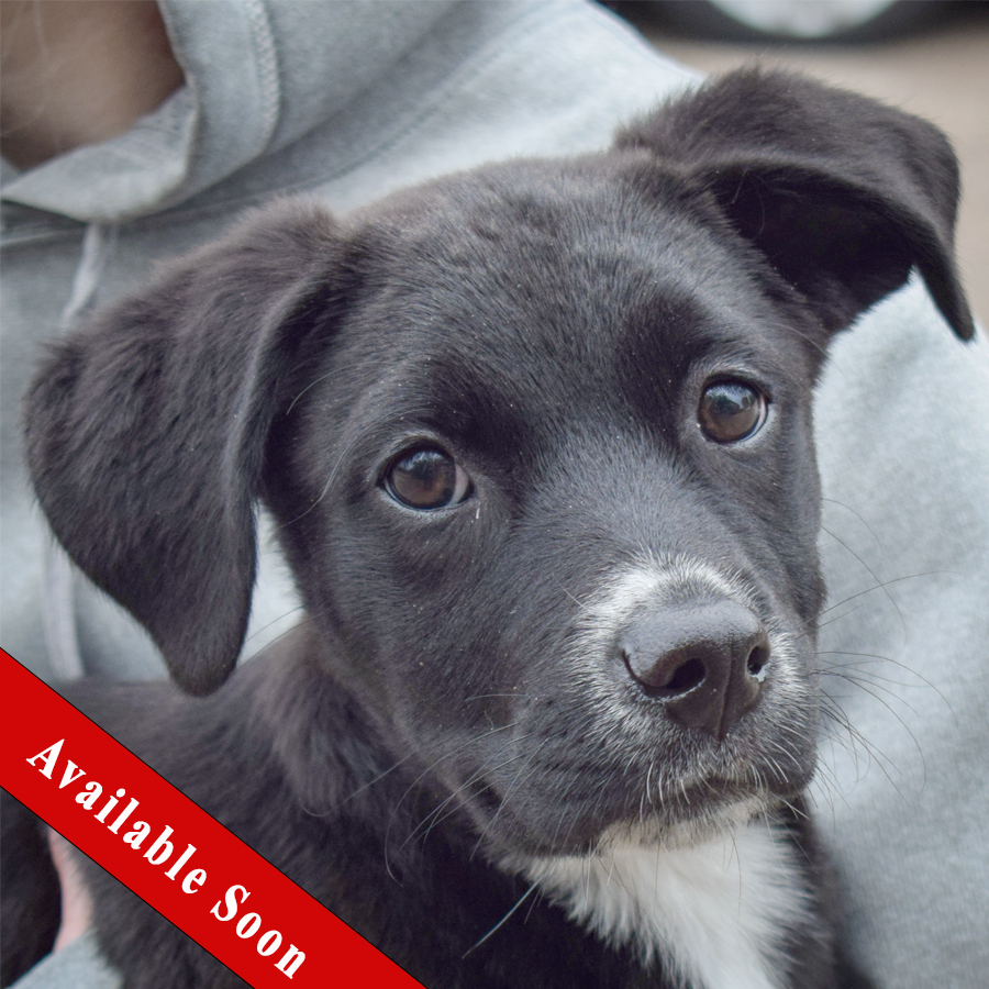 Geanie - Animal House Shelter