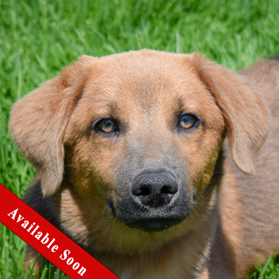 Jake - Animal House Shelter