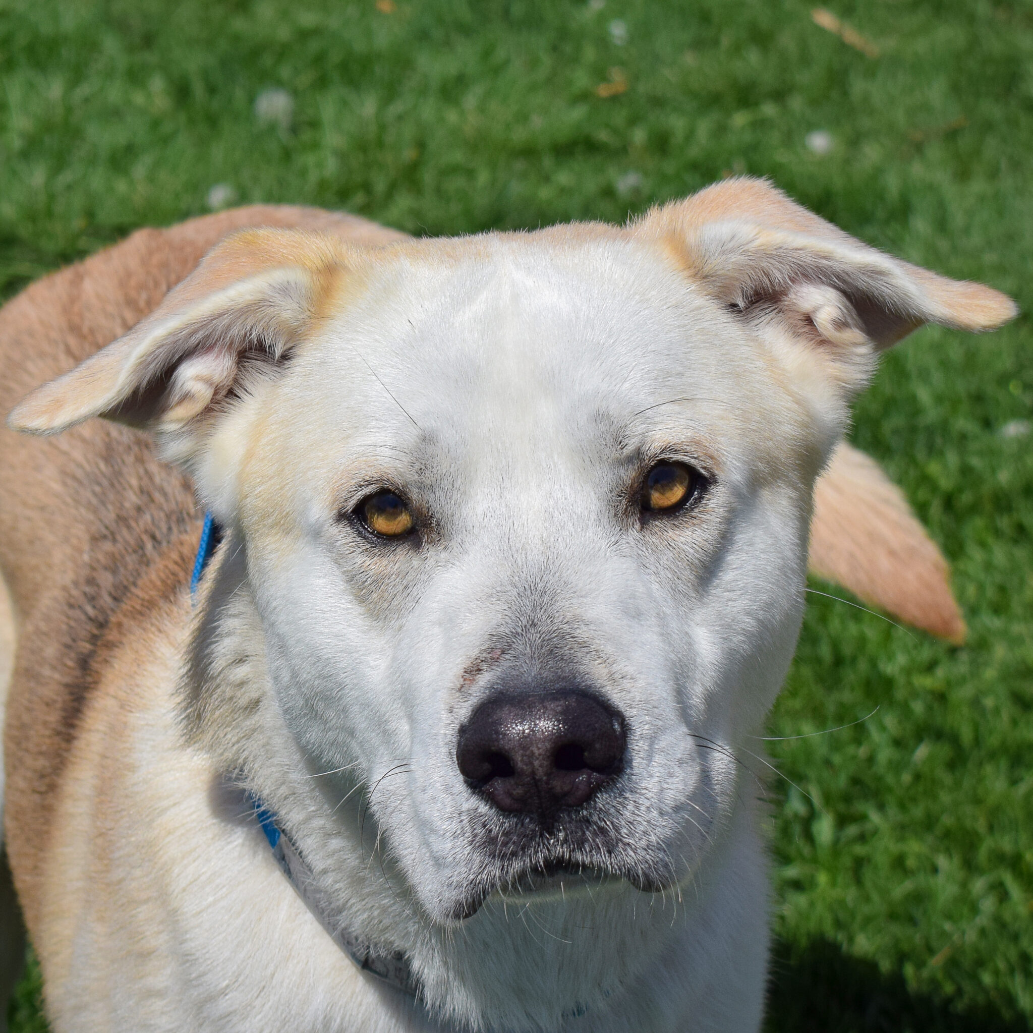 Johnston - Animal House Shelter