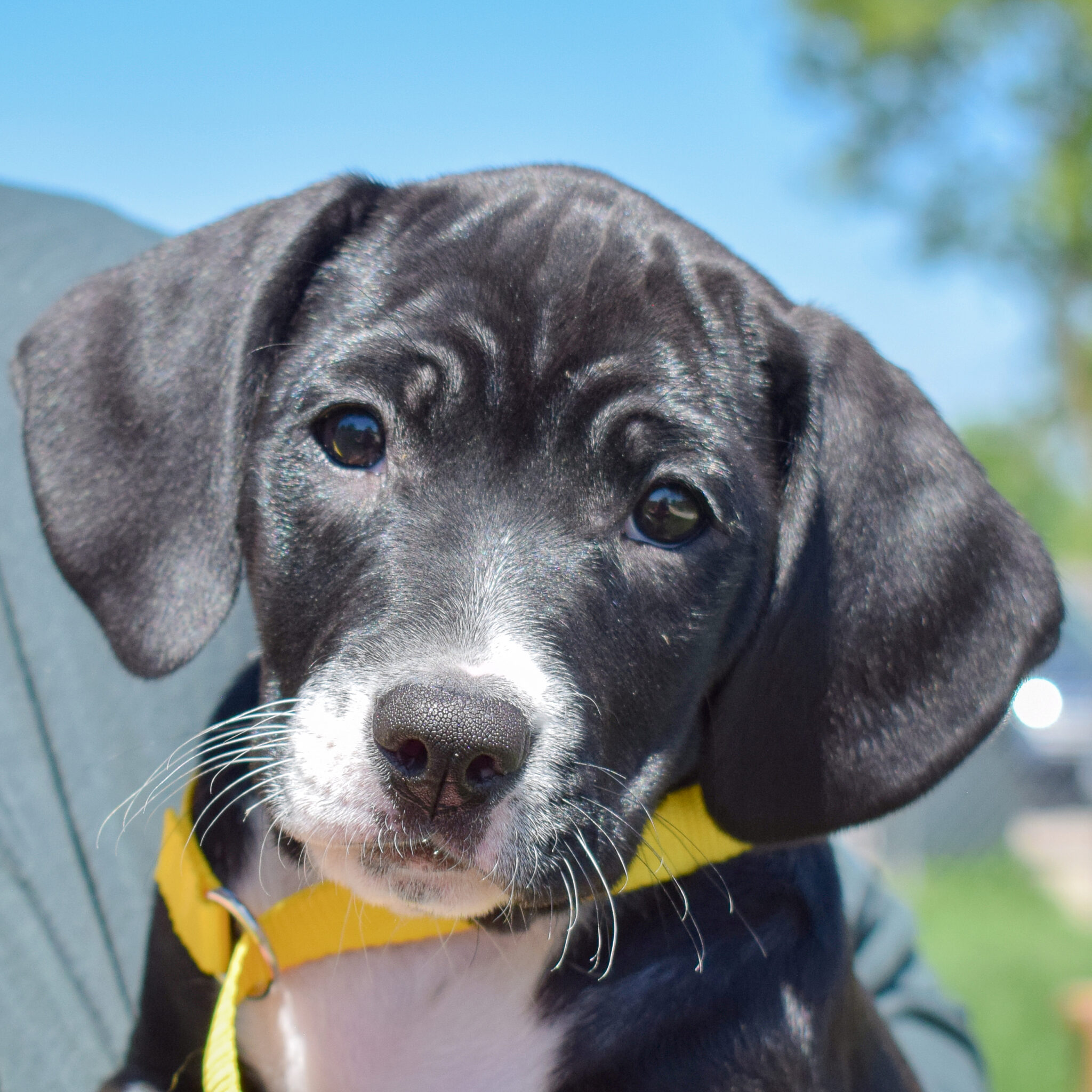 Katie - Animal House Shelter